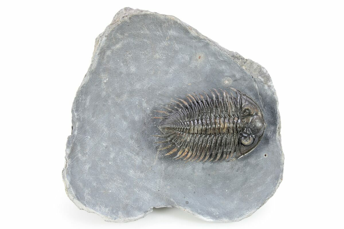 2.3" Rare Treveropyge Berbera Trilobite - Exceptional Specimen (#283970 ...