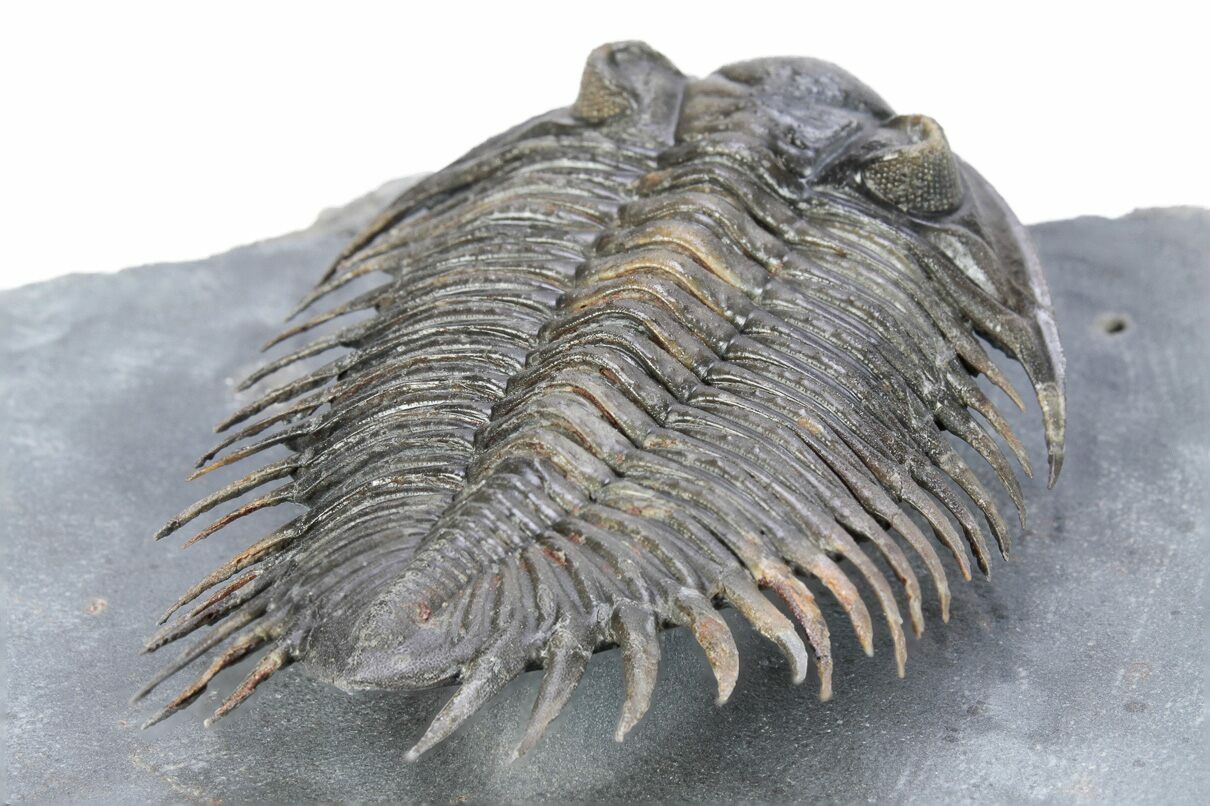 2.3" Rare Treveropyge Berbera Trilobite - Exceptional Specimen (#283970 ...