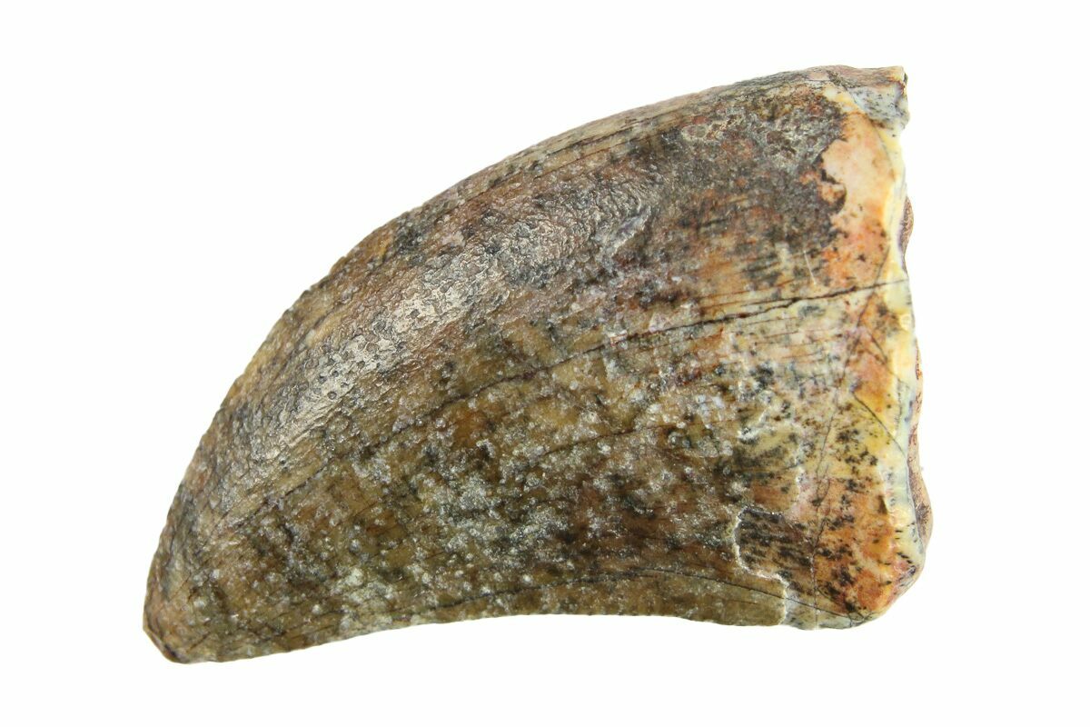 .60" Megalosaurid Dinosaur (Afrovenator) Tooth - Niger (#284065) For ...