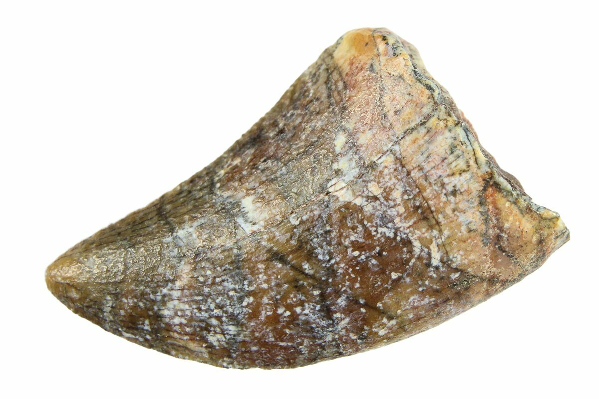 .60" Megalosaurid Dinosaur (Afrovenator) Tooth - Niger (#284065) For ...
