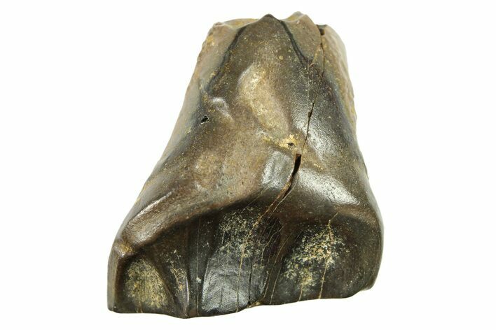 .56" Fossil Ceratopsian Dinosaur (Leptoceratops) Tooth - Wyoming ...