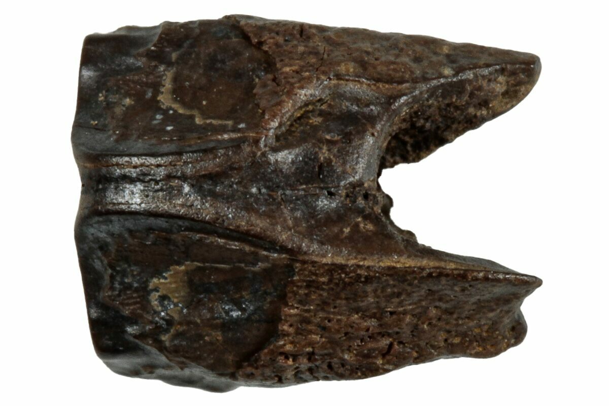 .32" Fossil Hadrosaur (Edmontosaurus) Shed Tooth - Wyoming (#284131 ...