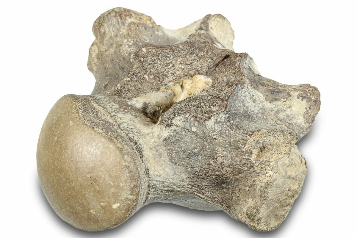 3.4" Fossil Mosasaur (Halisaurus) Dorsal Vertebra - Texas (#284477) For ...