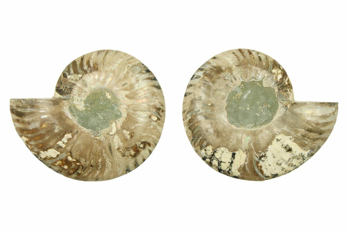 5.4" Cut & Polished, Crystal-Filled Ammonite Fossil - Madagascar ...