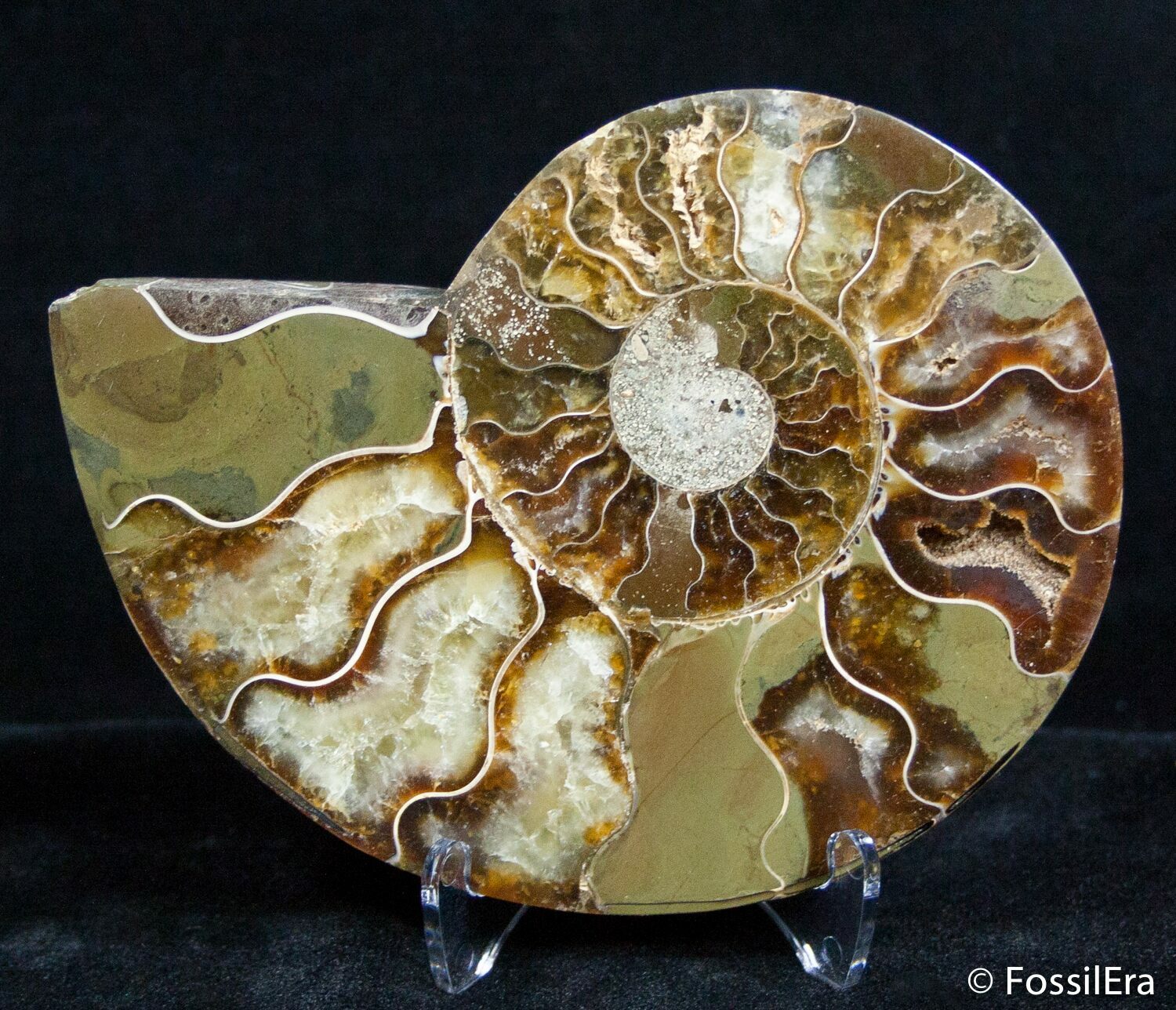 4Inch Split Ammonite Pair (#2634) For Sale - FossilEra.com