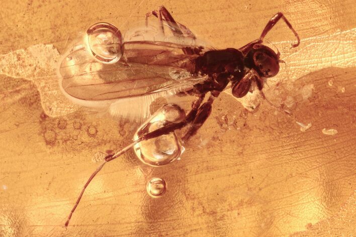 Detailed Fossil Dance Fly (Hybotidae) In Baltic Amber (#284592) For ...