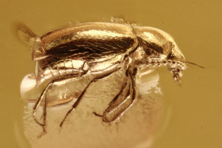 Tiny Fossil Ant-Like Stone Beetle (Eutheia) in Baltic Amber (#284605 ...