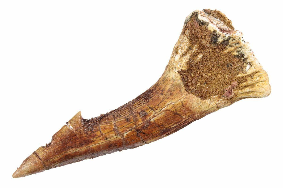 Bargain, 3.05" Fossil Sawfish (Onchopristis) Rostral Barb - Morocco ...