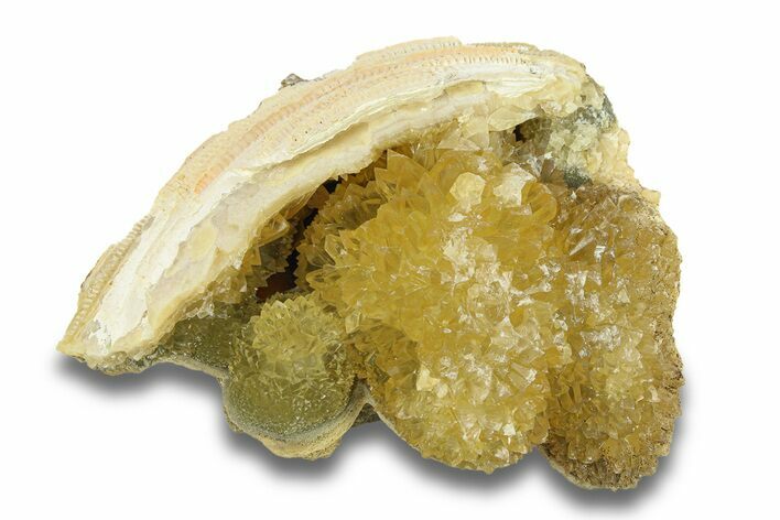 3.1" Fossil Clam (Mercenaria) With Fluorescent Calcite - Rucks Pit, FL ...