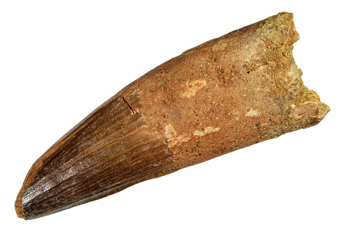 Bargain, 3.20" Fossil Spinosaurus Tooth - Real Dinosaur Tooth (#286010 ...