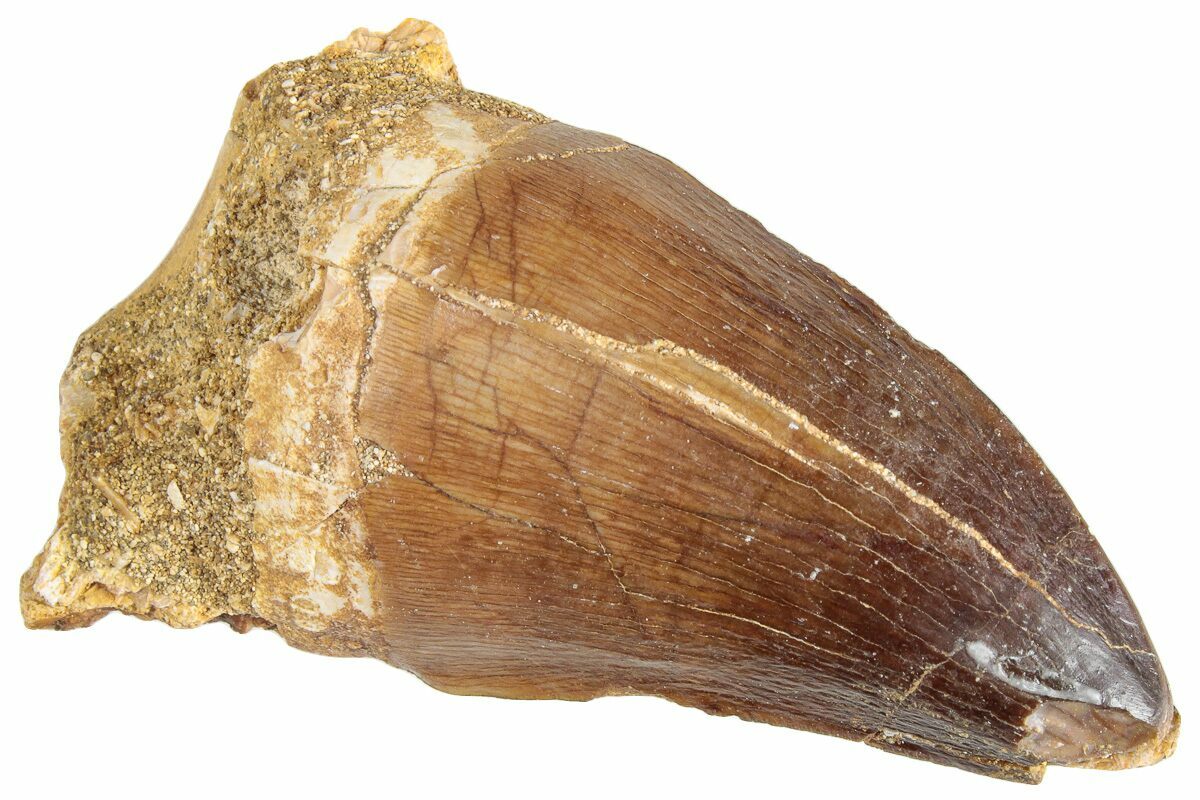 2.01" Fossil Mosasaur (Prognathodon) Tooth - Morocco (#286292) For Sale ...