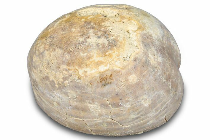 2.2" Cretaceous Sea Urchin (Holaster) Fossil - Texas (#286466) For Sale ...