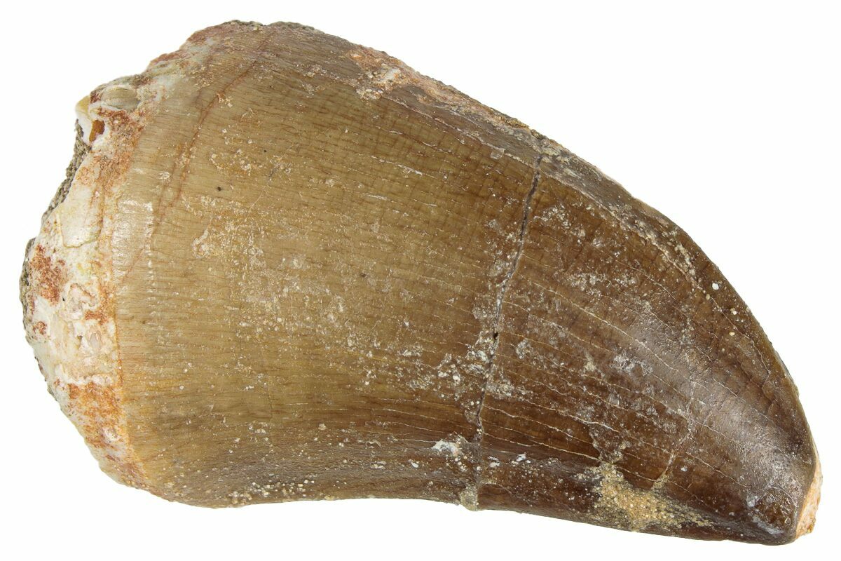 1.68" Fossil Mosasaur (Prognathodon) Tooth - Morocco (#286329) For Sale ...