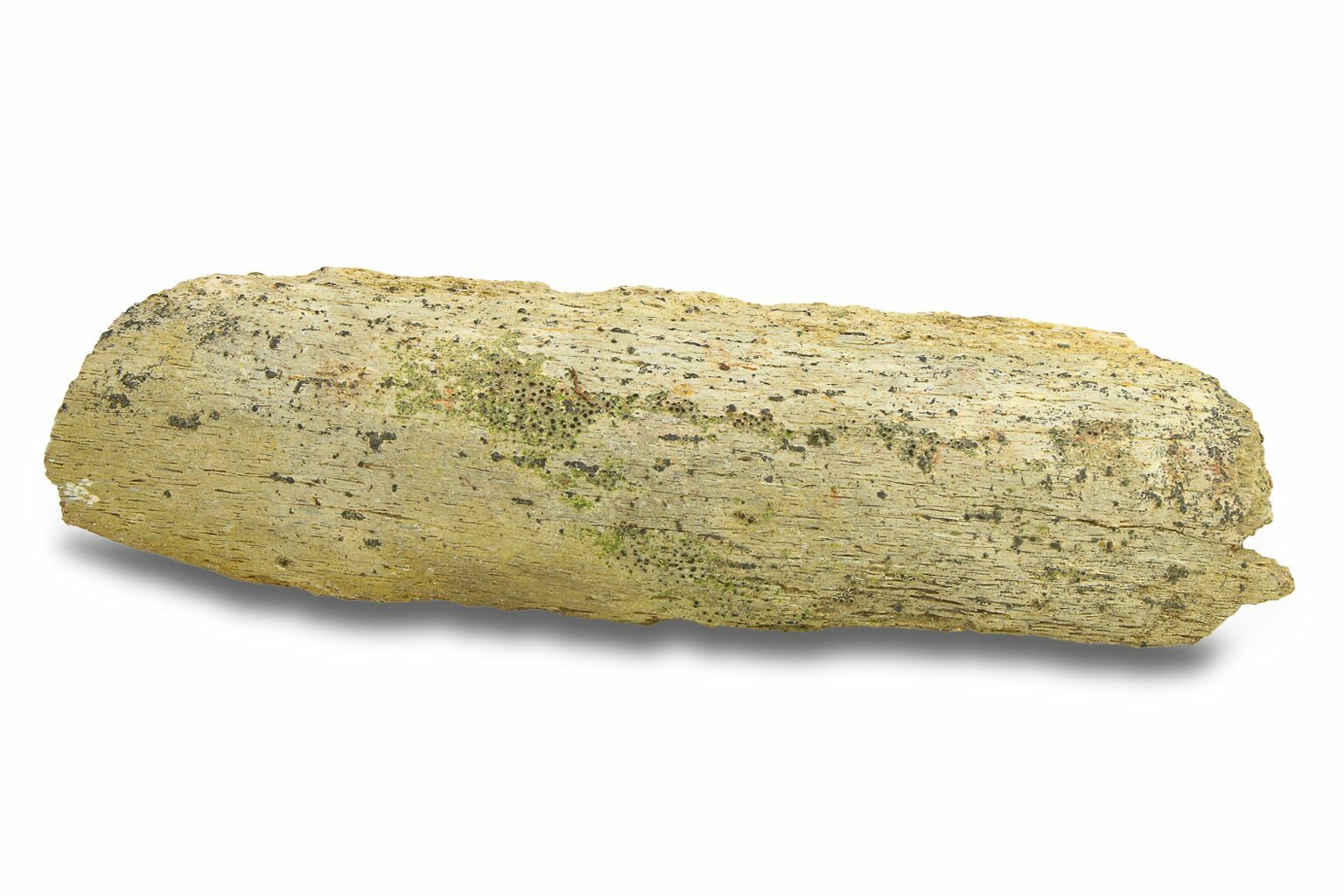 3.4" Dinosaur (Triceratops) Bone Section - Montana (#287498) For Sale ...