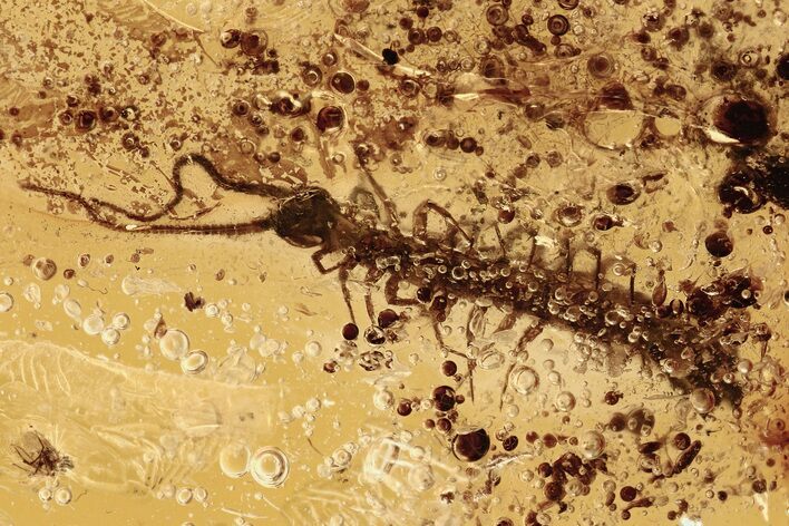 Large Detailed Fossil Stone Centipede (Lithobiidae) In Baltic Amber ...