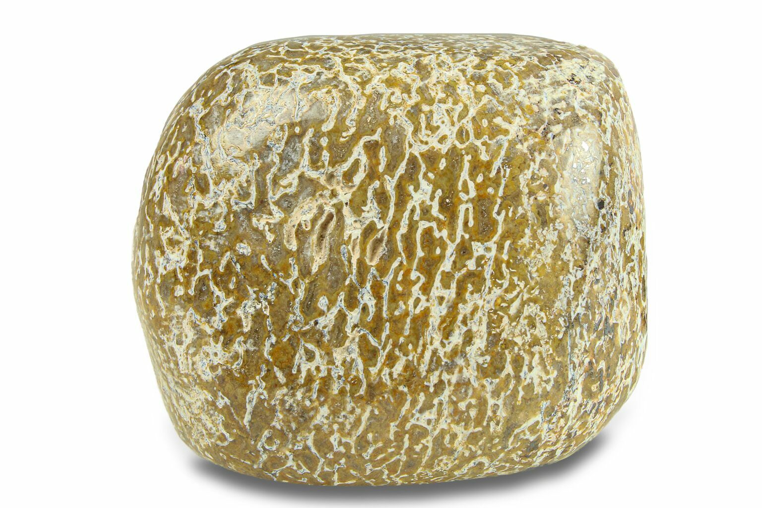 1.75" Polished Dinosaur Bone (Gembone) - Morocco (#287511) For Sale - FossilEra.com