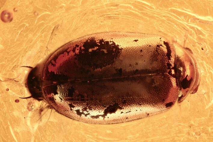 Two Detailed Fossil Marsh Beetles (Cyphon) in Baltic Amber (#288439 ...