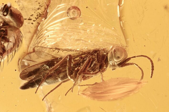 Detailed Fossil Parasitoid Wasp (Scelionidae) in Baltic Amber (#288594 ...