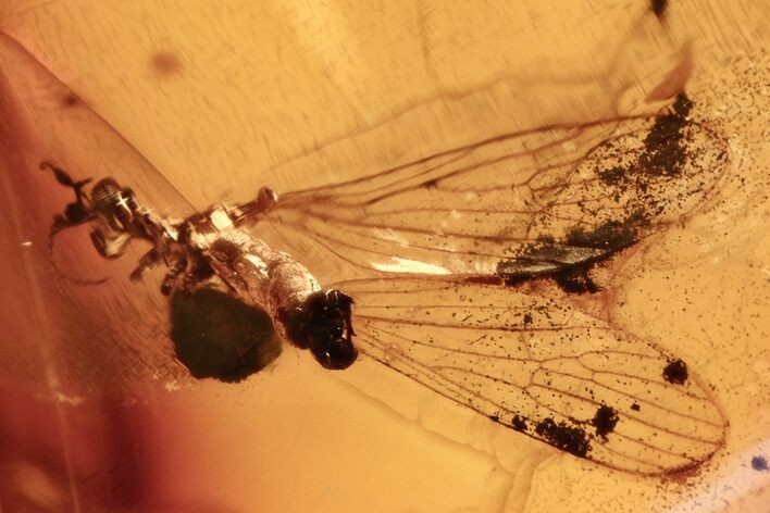Legless Fossil Crane Fly (Limoniidae) In Baltic Amber (#288612) For ...