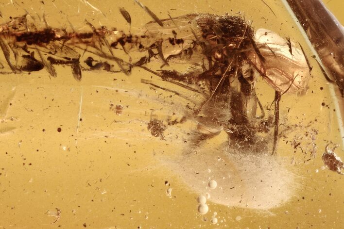 Fossil Scuttle Fly (Phoridae) and Fungi (Mold) In Baltic Amber (#288661 ...