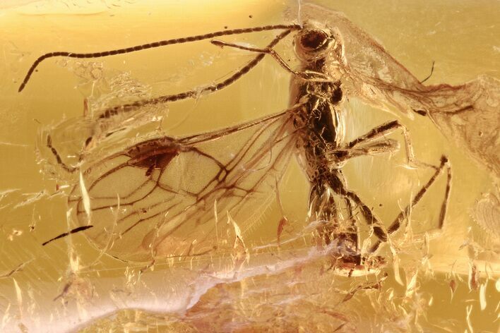 Detailed Fossil Parasitic Wasp (Apocrita) in Baltic Amber (#288667) For ...