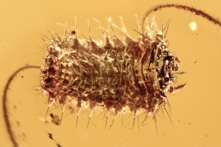 Fossil Beetle Larva (Coleoptera) in Baltic Amber (#288700) For Sale ...