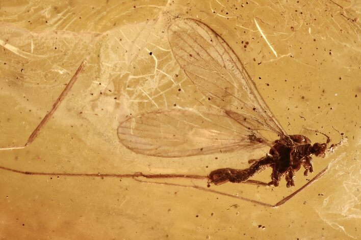 Fossil Crane Fly (Limoniidae) and Mite (Acari) in Baltic Amber (#288707 ...