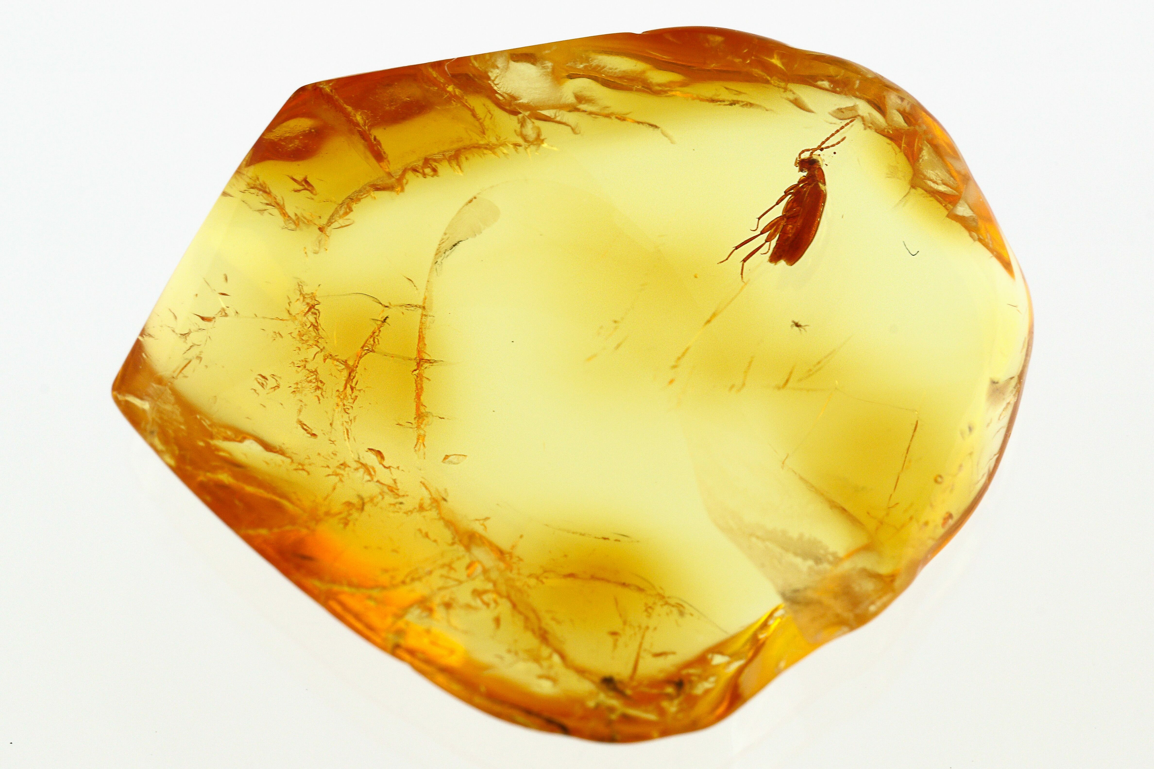 Detailed Fossil False Flower Beetle (Scraptiidae) in Baltic Amber ...