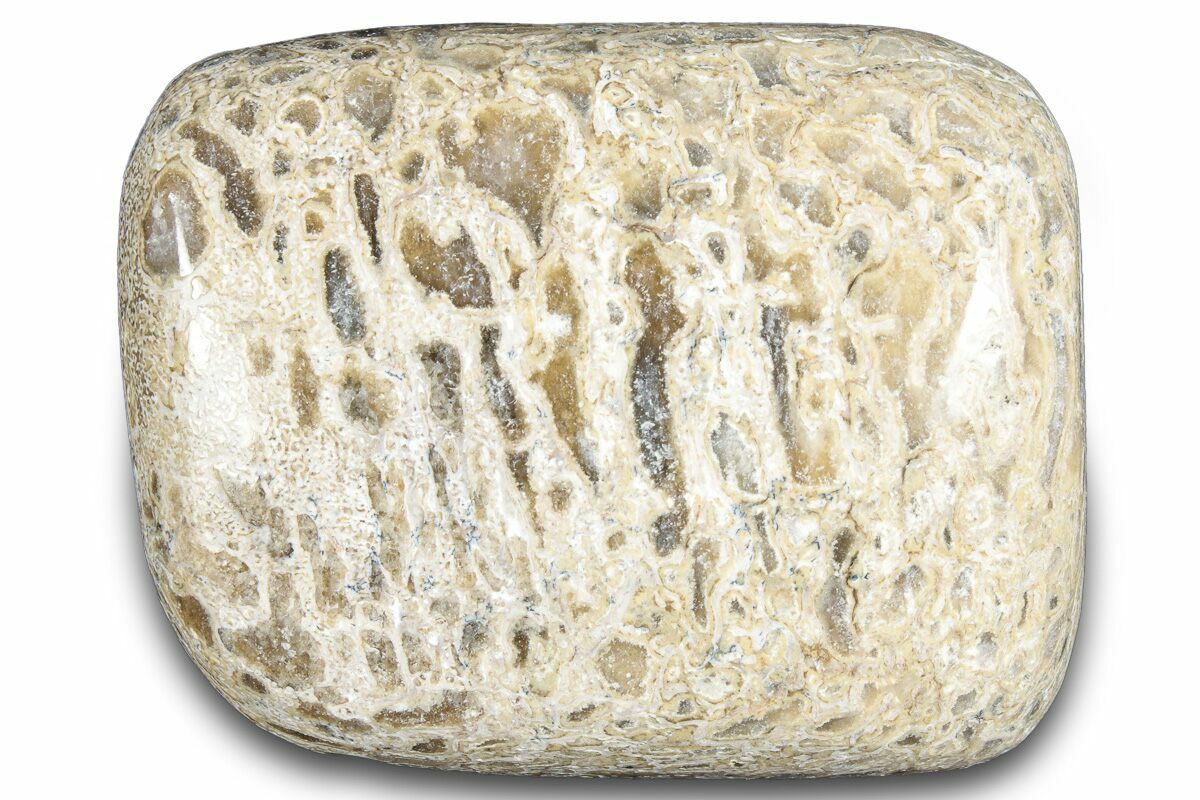 1.8" Polished Dinosaur Bone (Gembone) - Morocco (#287535) For Sale ...