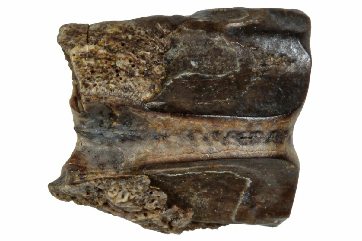 .30" Fossil Hadrosaur (Edmontosaurus) Shed Tooth - Wyoming (#288154 ...