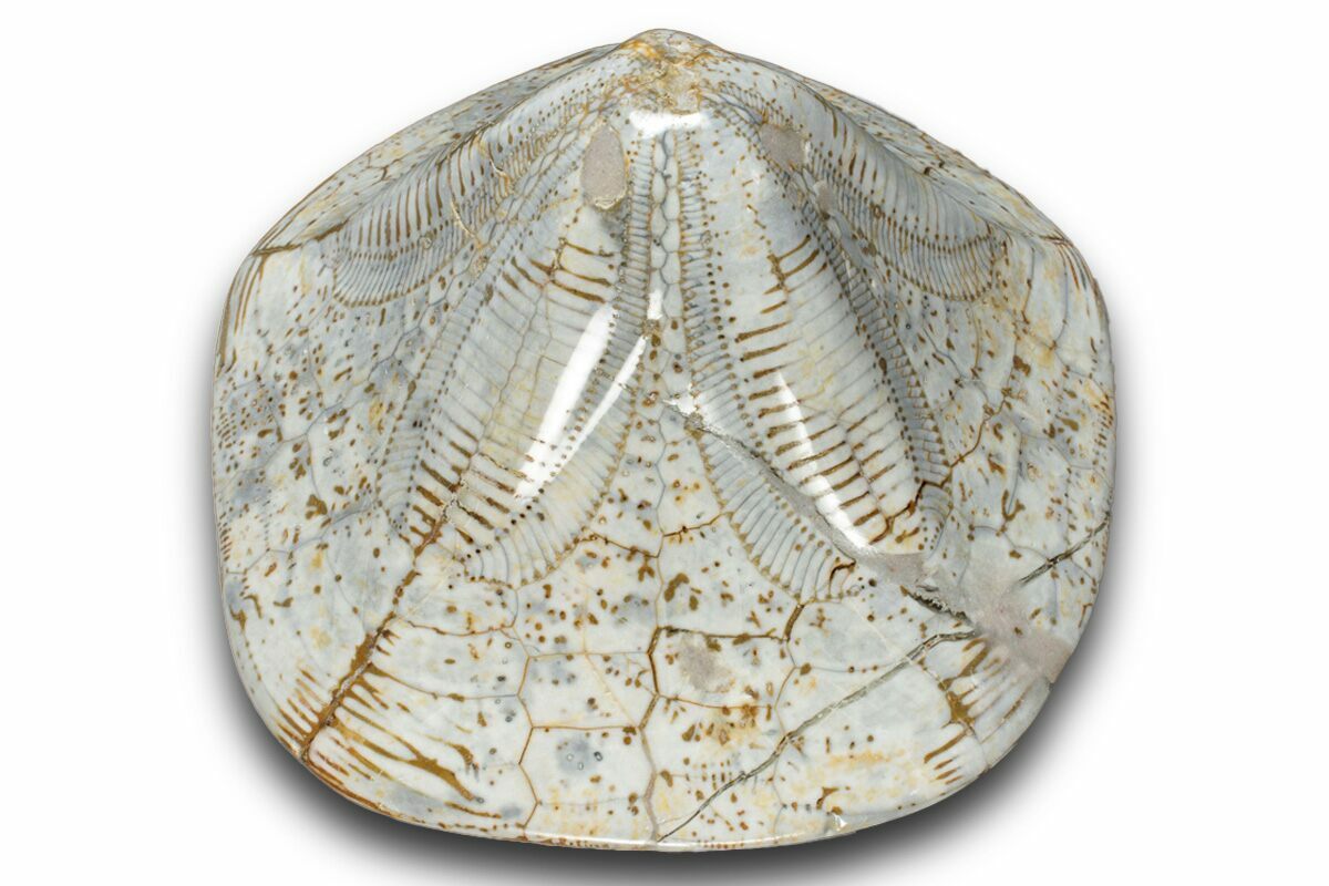 5.1" Polished Miocene Fossil Echinoid (Clypeaster) - Morocco (#288923 ...