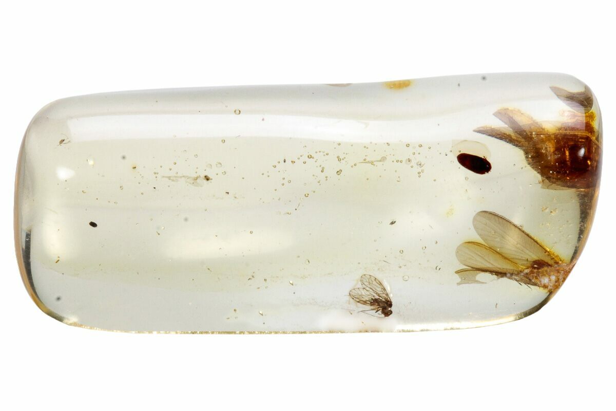 1.32" Polished Colombian Copal (2.5 g) - Contains Fly & Beetle ...