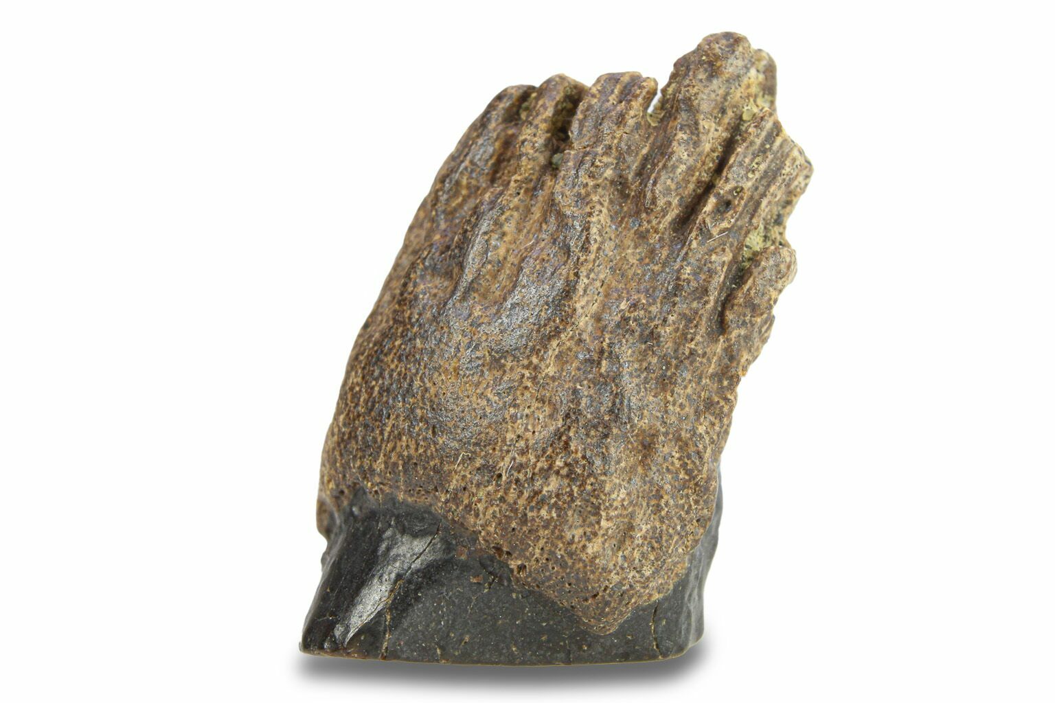 .72" Fossil Dinosaur (Triceratops) Shed Tooth - Wyoming (#289144) For ...