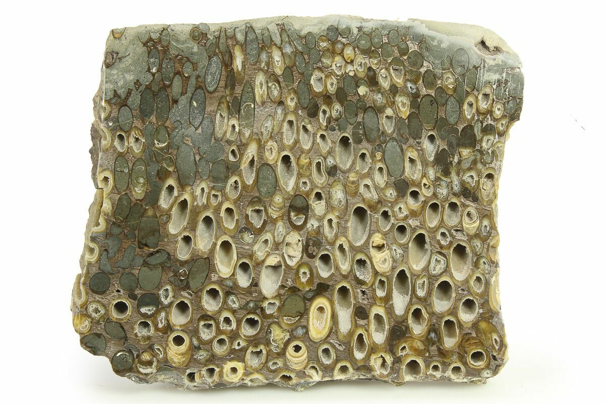 4.25" Polished Fossil Teredo (Shipworm Bored) Wood - England (#289798 ...