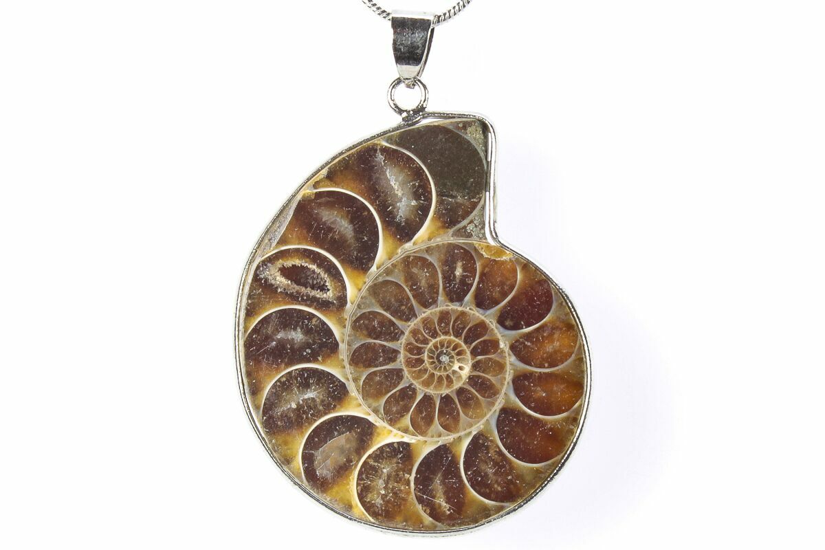 1.65" Fossil Ammonite Pendant - 110 Million Years Old (#290169) For ...