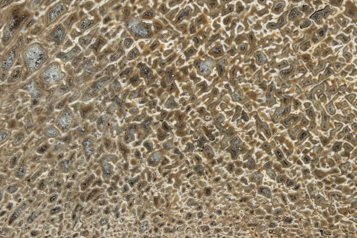 5.25" Polished Dinosaur Bone (Gembone) Slab - Morocco (#290285) For ...