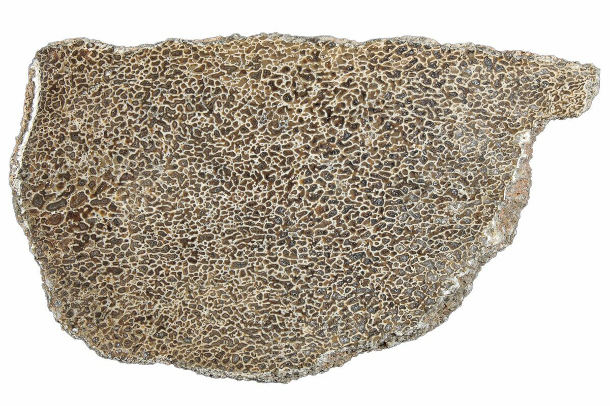 3.5" Polished Dinosaur Bone (Gembone) Slab - Morocco (#290308) For Sale ...