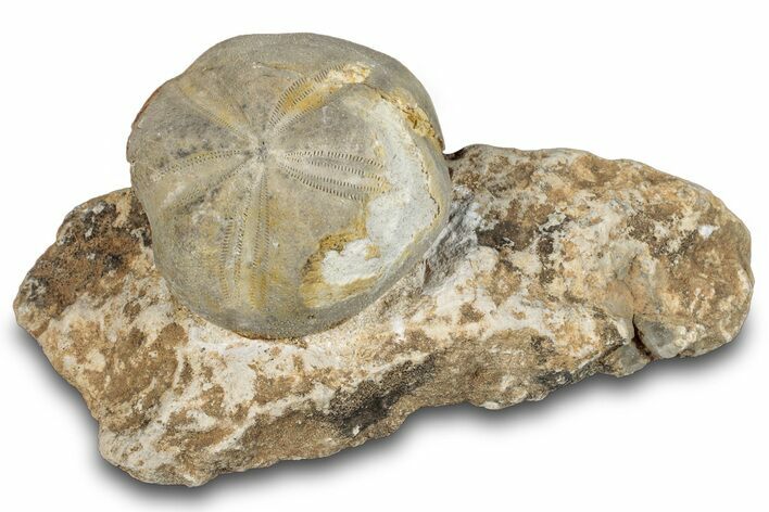1.45" Fossil Echinoid (Hemiaster?) - Taouz, Morocco (#290674) For Sale ...