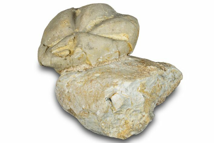 1.55" Fossil Echinoid (Hemiaster?) - Taouz, Morocco (#290677) For Sale ...
