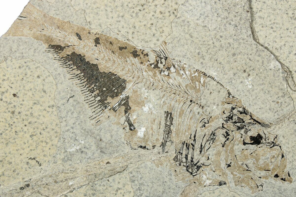 Bargain, 6.8" Partial Fossil Fish (Diplomystus) - Wyoming (#292143) For ...