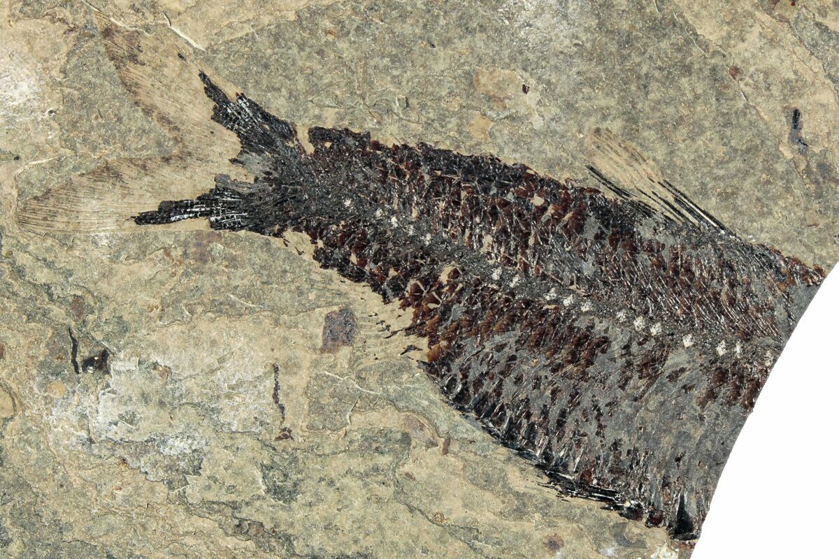 8.1" Bargain, Fossil Fish (Knightia) Mortality Plate - Wyoming (#292215 ...