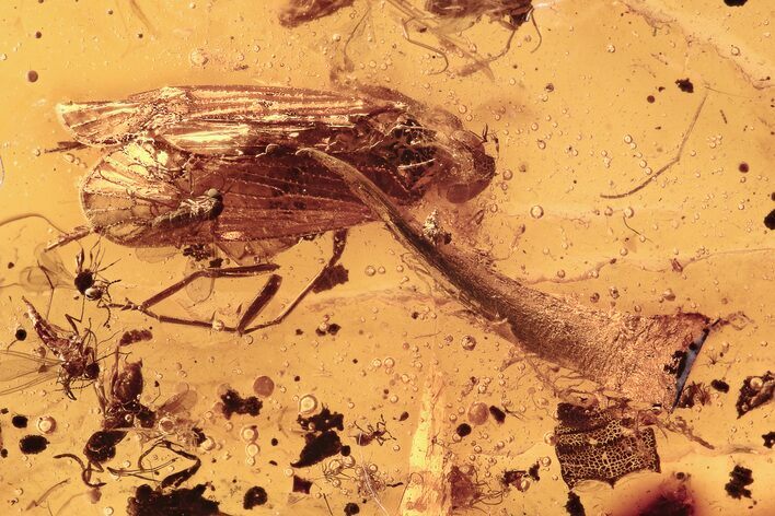Fossil Planthopper, Gnats, Wasps, Mite, Springtail, and Aphid in Amber ...