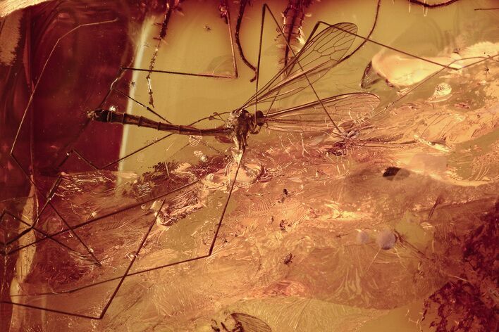 Detailed Fossil Crane Fly (Limoniidae) In Baltic Amber (#292442) For ...