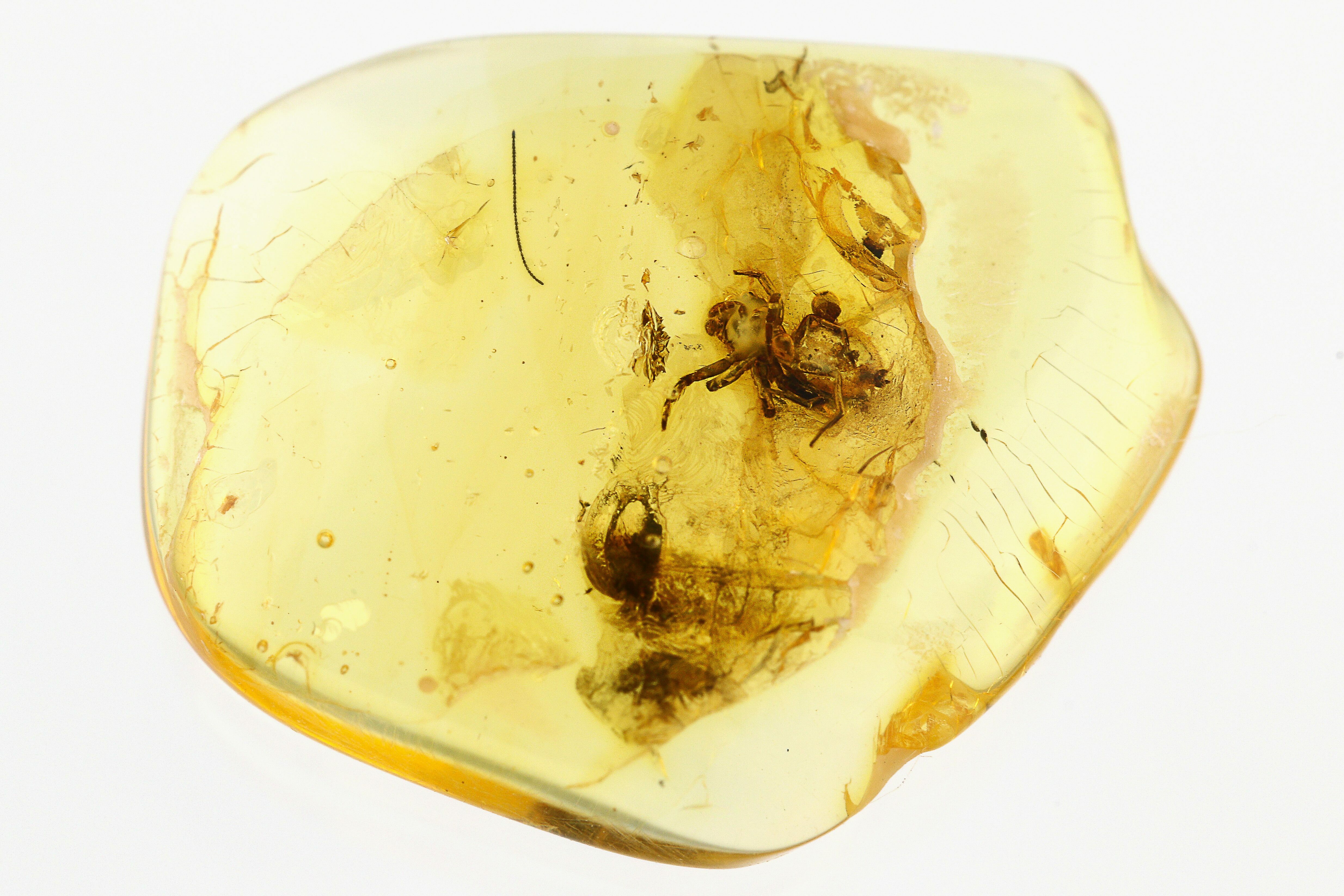 Fossil Jumping Spider (Salticidae) In Baltic Amber (#292471) For Sale ...