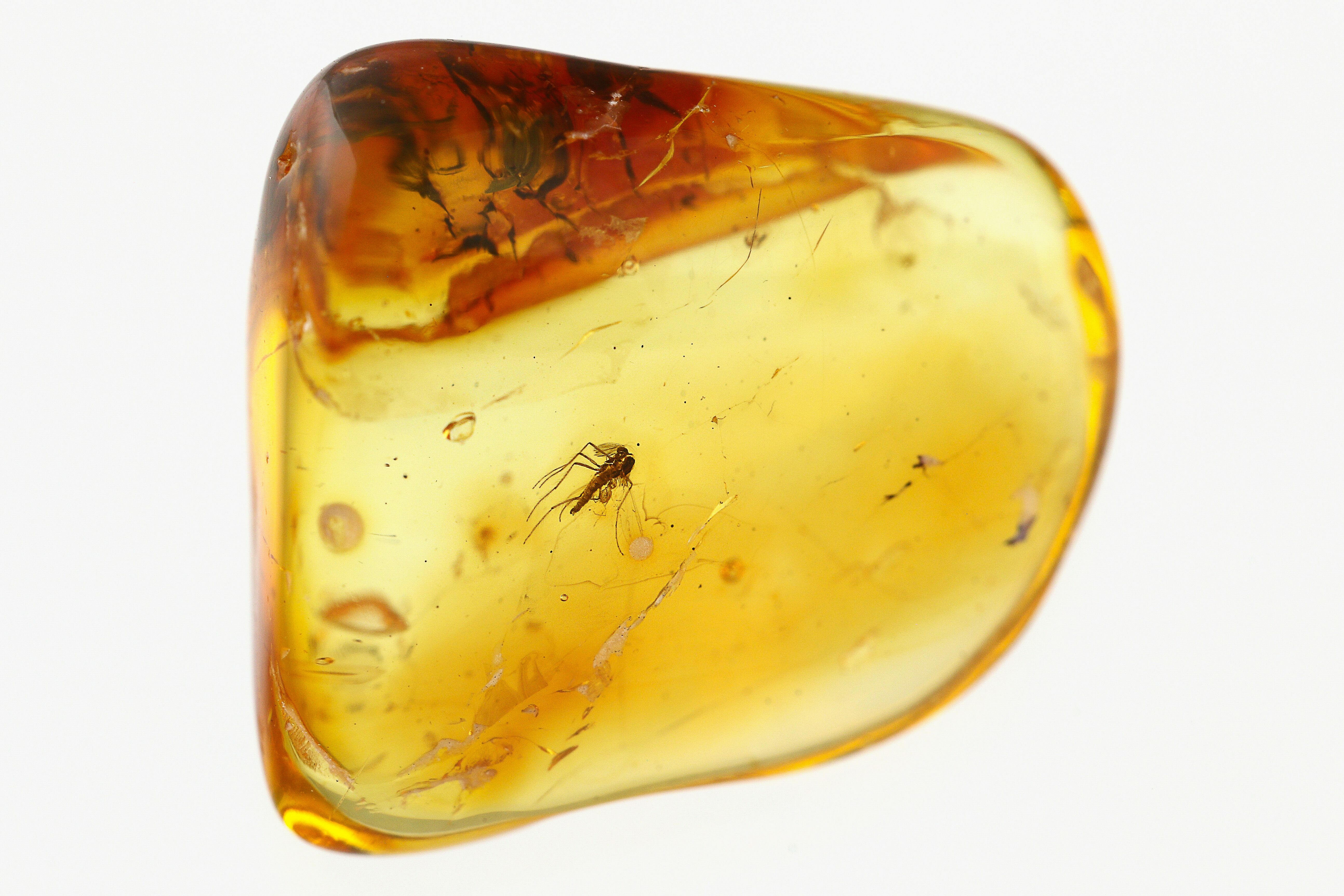 Fossil True Midge with Attached Phoretic Mite in Baltic Amber (#292492 ...
