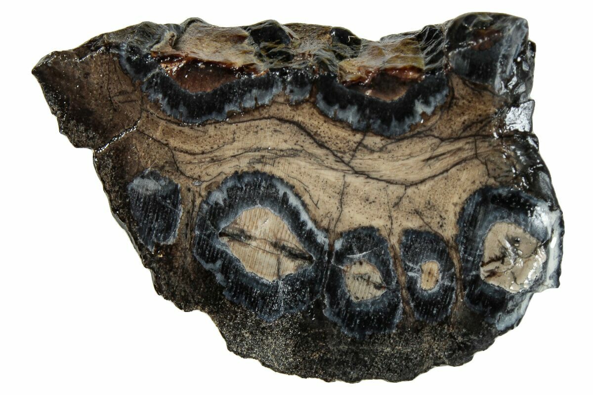 1.15" Mammoth Molar Slice With Case - South Carolina (#291190) For Sale ...