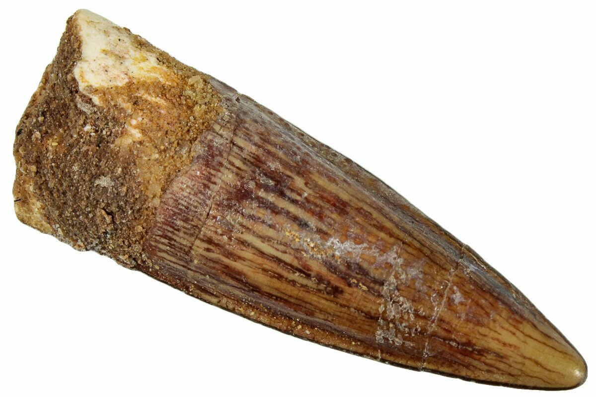 1.5" Fossil Spinosaurus Tooth - Real Dinosaur Tooth (#292674) For Sale ...