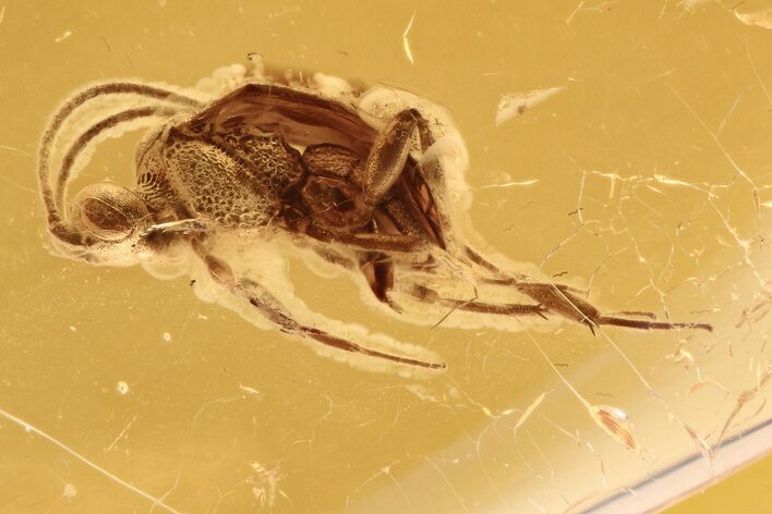 Detailed Fossil Parasitic Wasp (Apocrita) in Baltic Amber (#292743) For ...