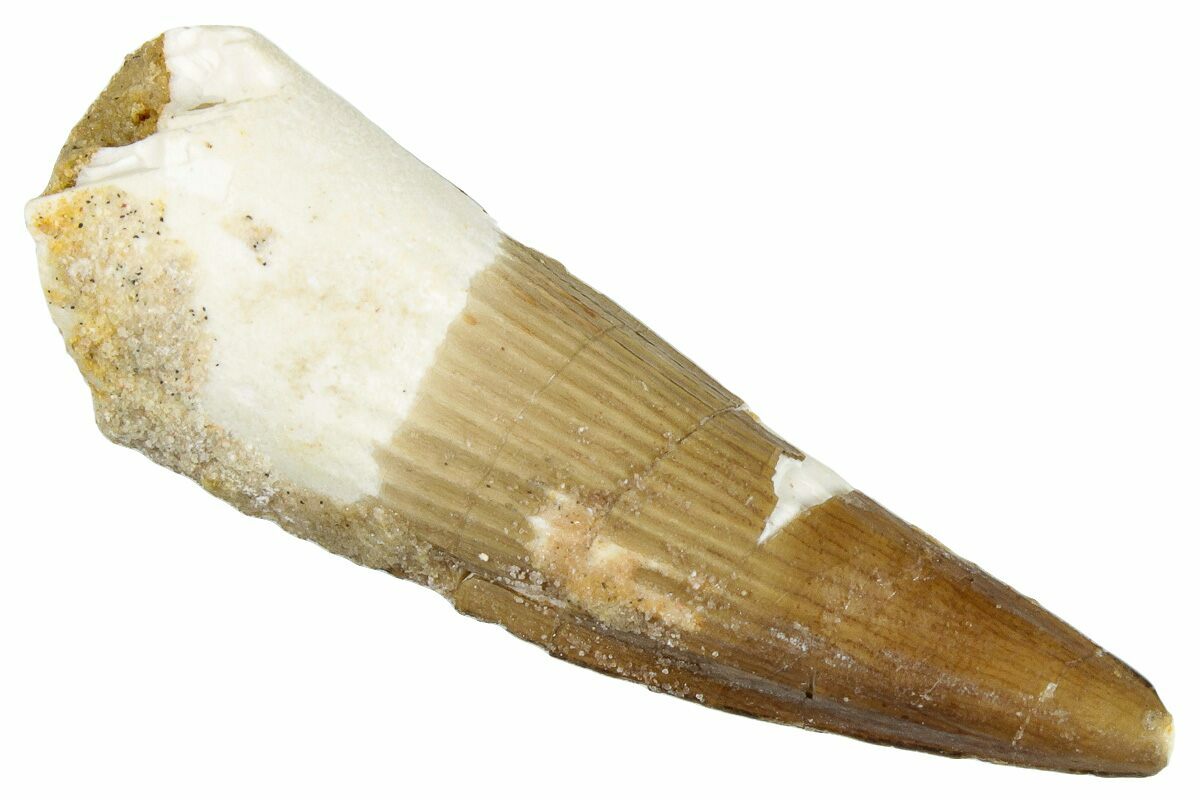 1.62" Fossil Spinosaurus Tooth - Real Dinosaur Tooth (#292647) For Sale ...