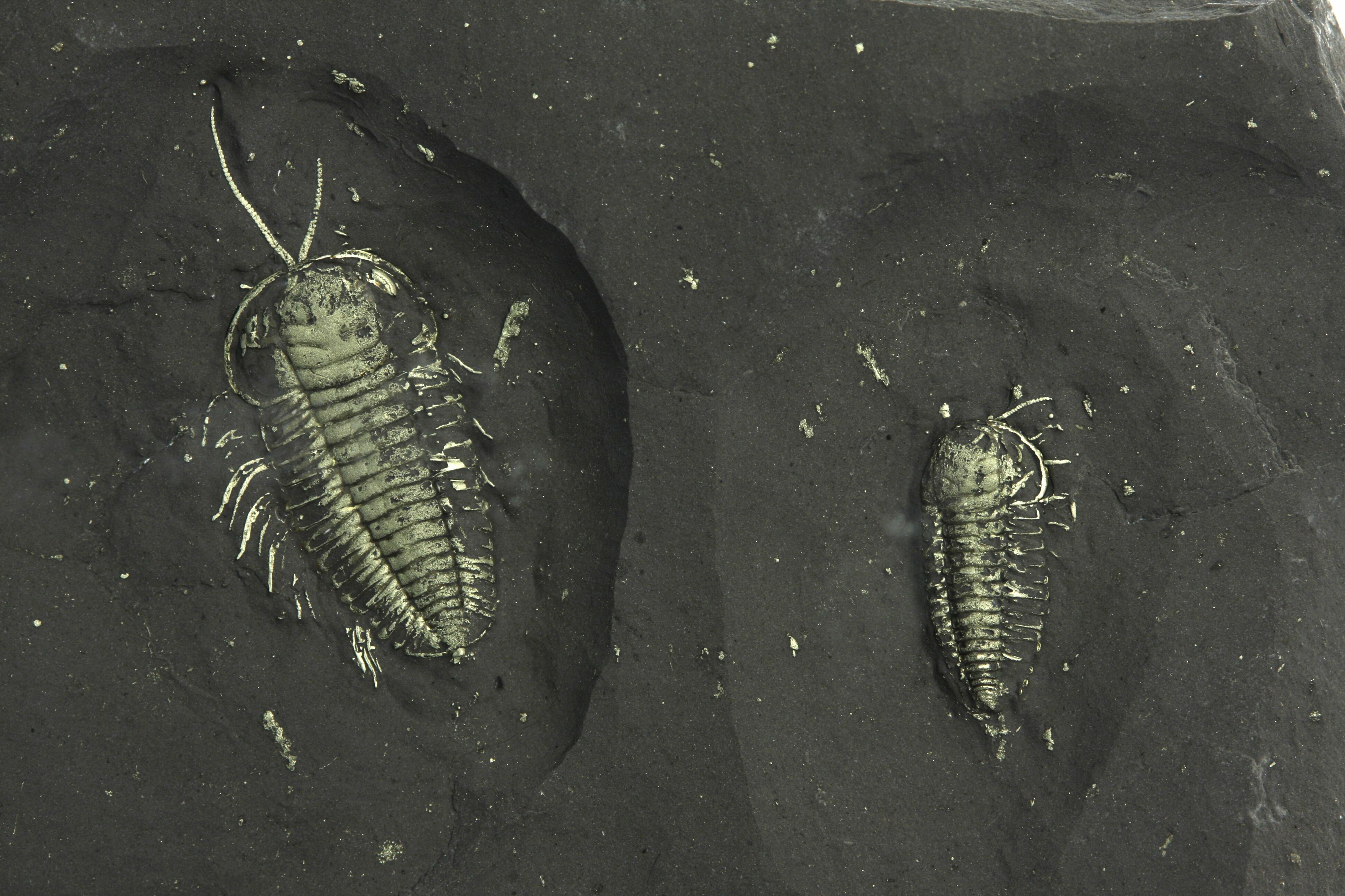 Two Pyritized Triarthrus Trilobites With Appendages - New York (#293172 ...